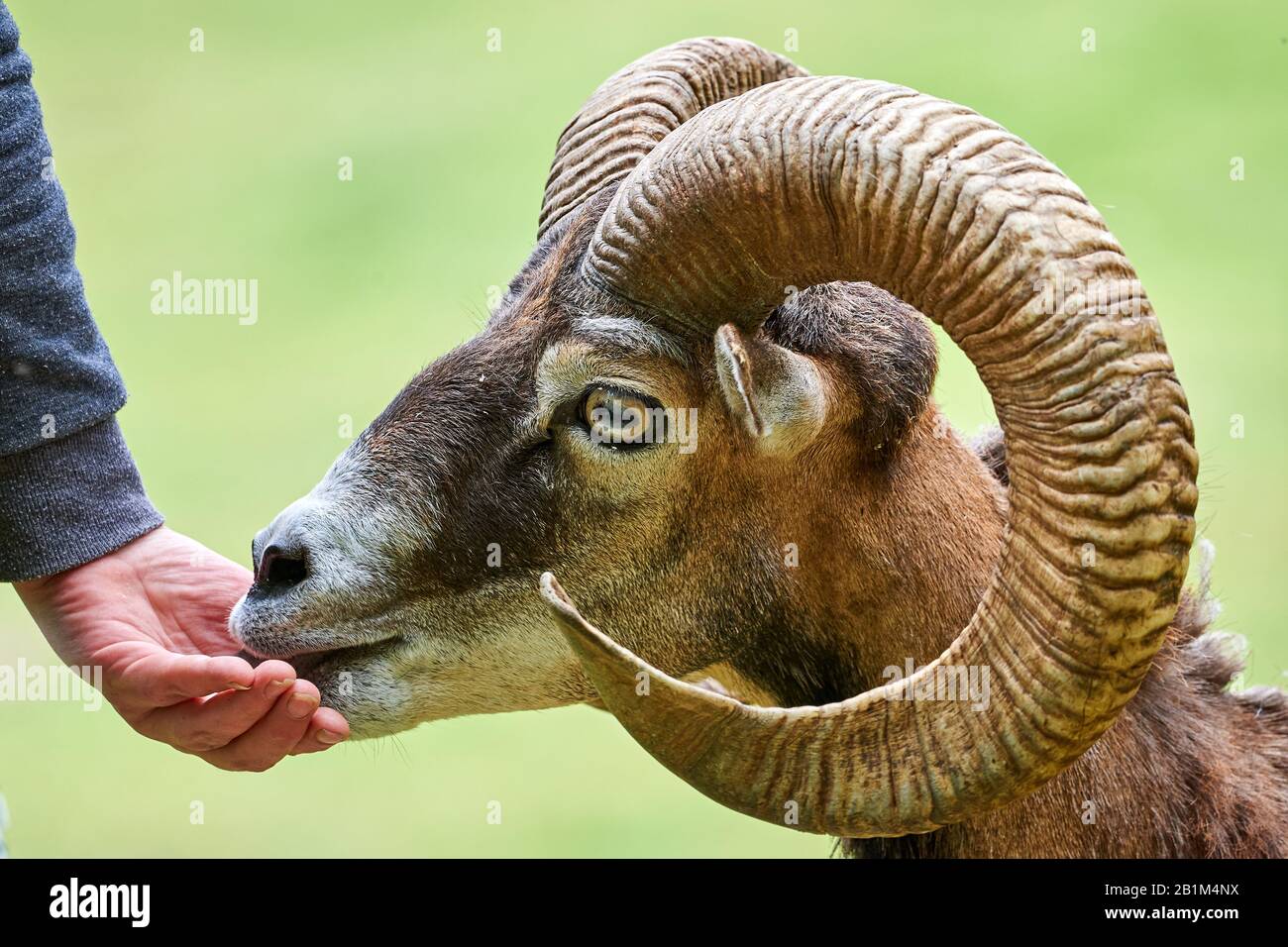Mouflon Male eating from man's hand (Ovis Orientalis Stock Photo - Alamy