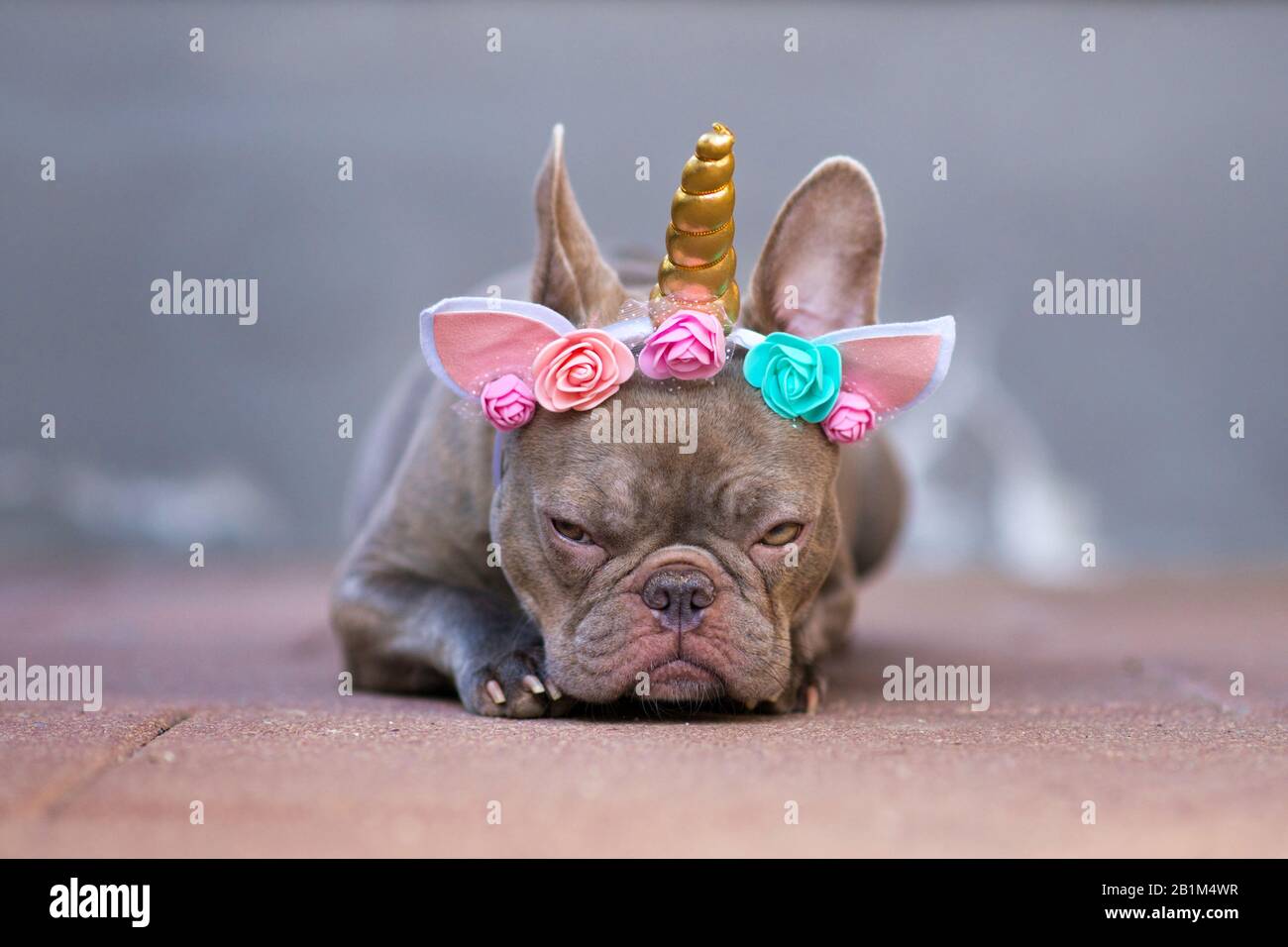 Grumpy French Bulldog dog with angry facial expression dressed up as ...