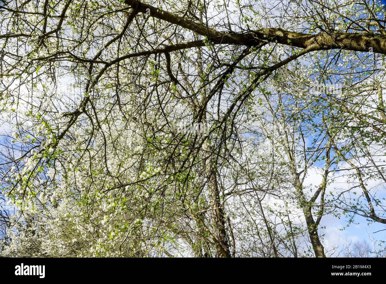 Early flowering trees, Bron Fort Park, Bron, France Stock Photo - Alamy