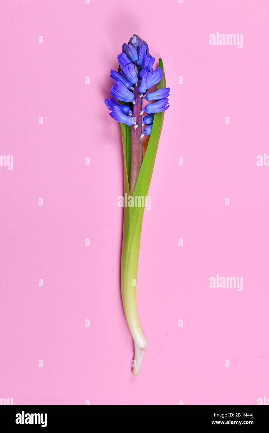 Single purple Hyacinth spring flowers on pink background Stock Photo ...