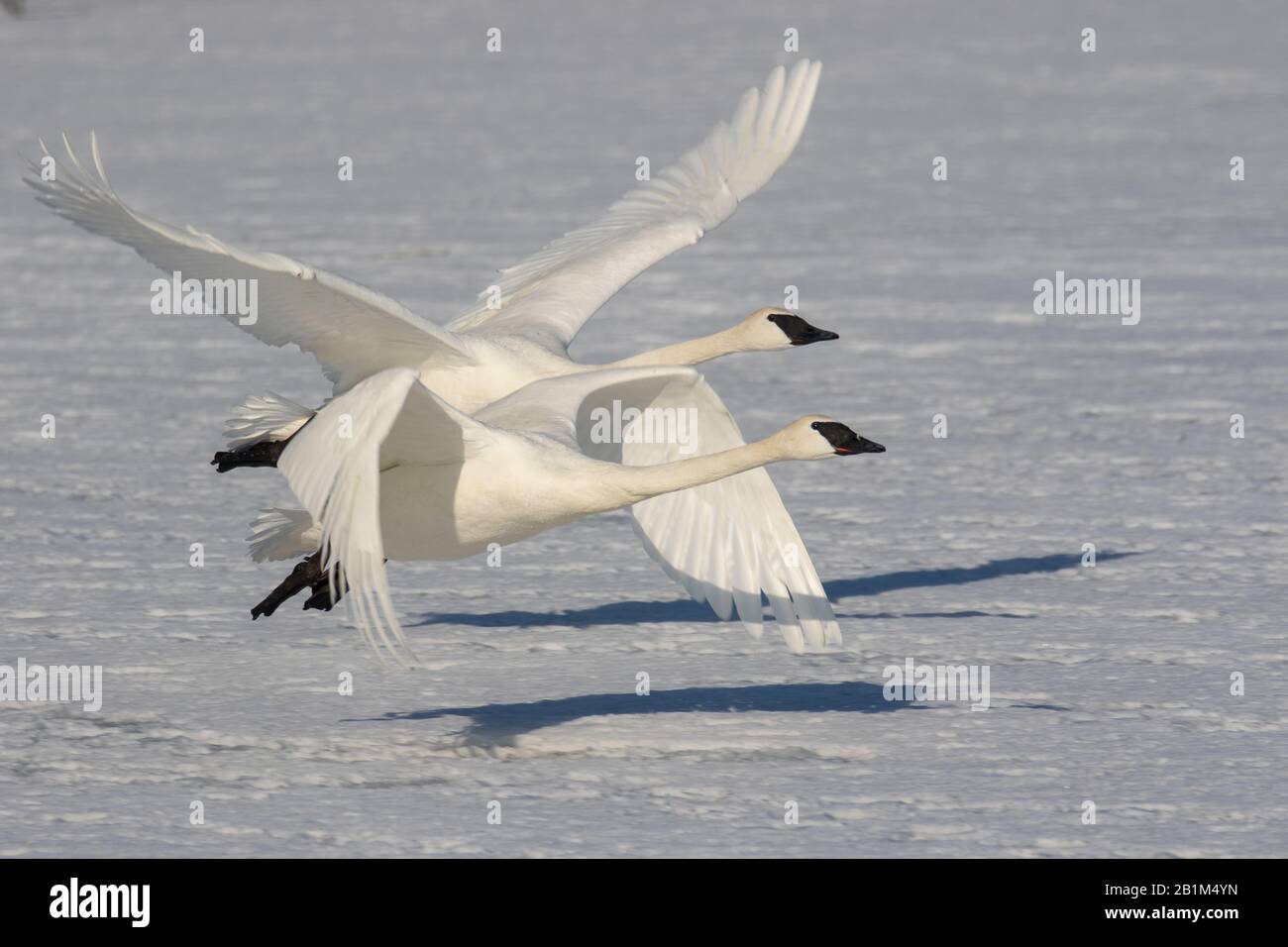 Trumpeter Swan in flight Stock Photo - Alamy