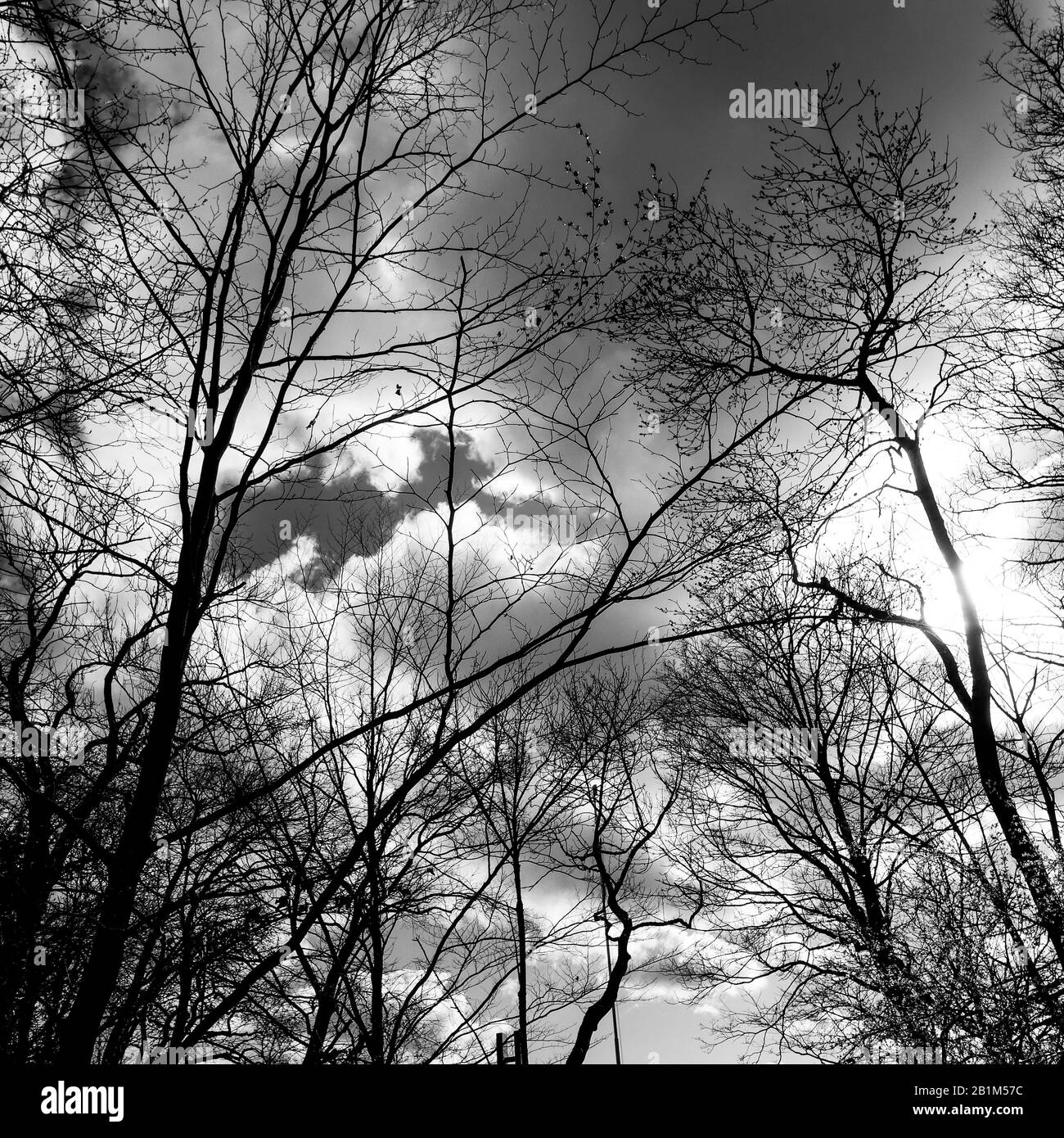 Flowering city Black and White Stock Photos & Images - Alamy