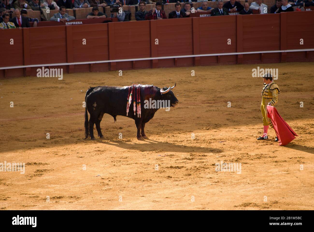 traditional bullfights with bulls in Spain Stock Photo - Alamy
