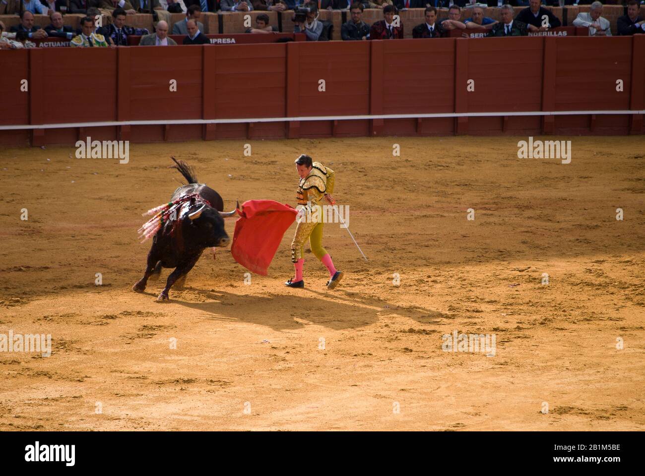 traditional bullfights with bulls in Spain Stock Photo - Alamy