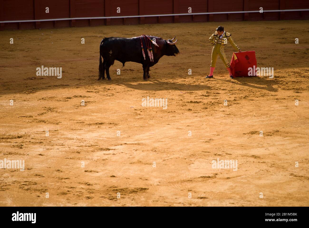 traditional bullfights with bulls in Spain Stock Photo - Alamy