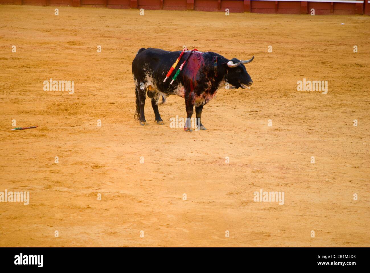 traditional bullfights with bulls in Spain Stock Photo - Alamy