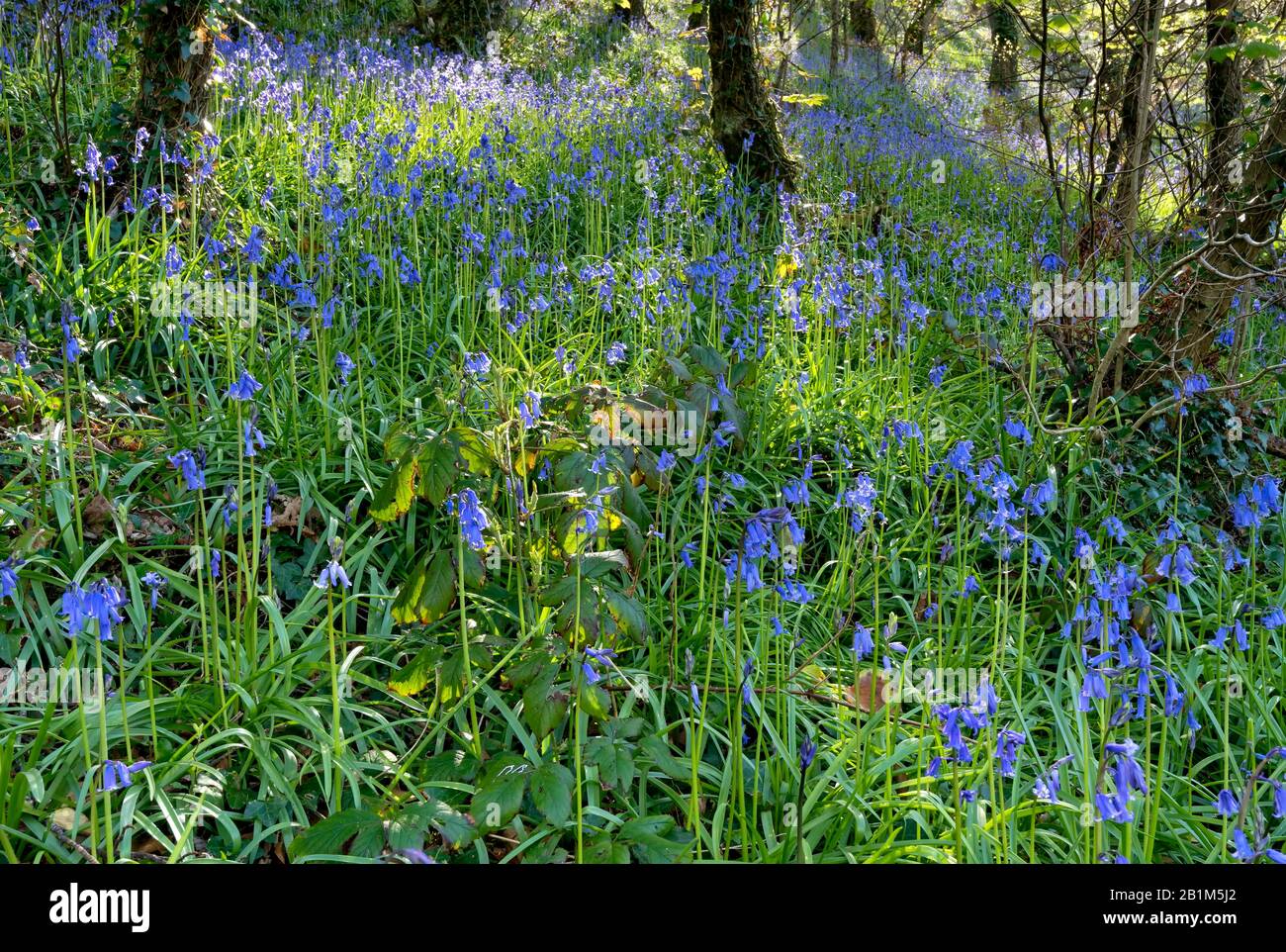 Wild bluebells in the North Devon countryside, spring flowers, nature ...