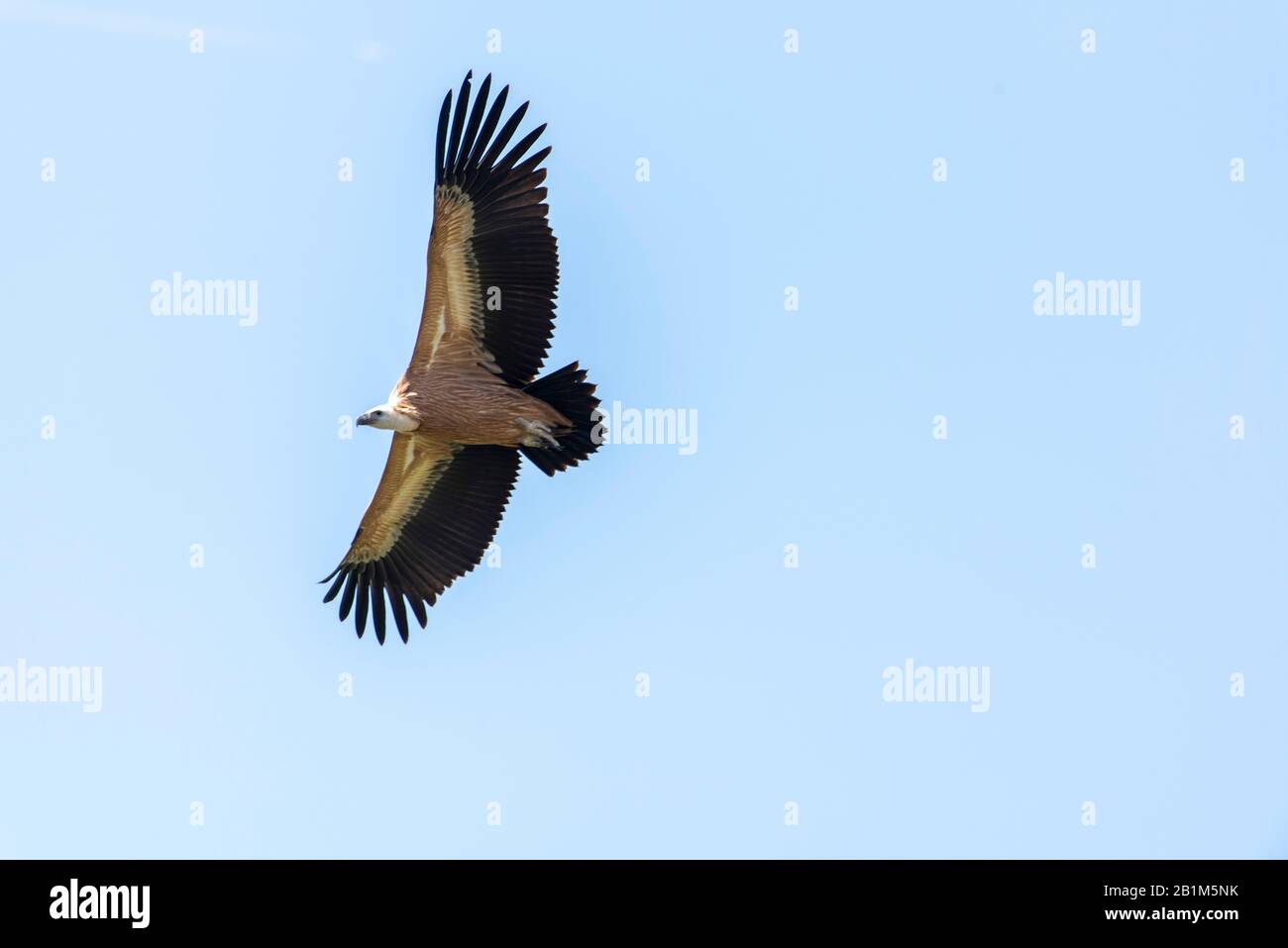 Vulture flying high in the sky hi-res stock photography and images - Alamy