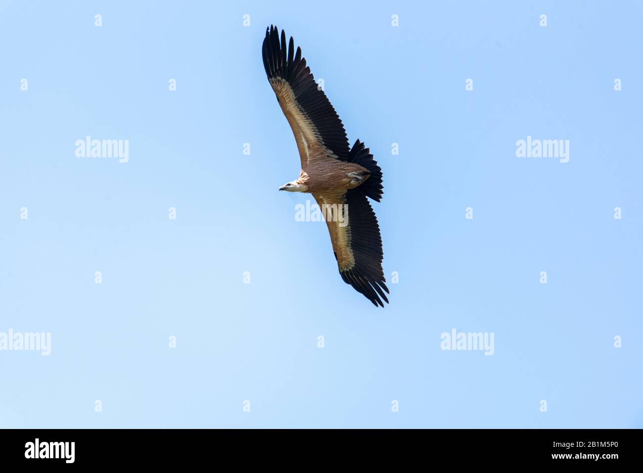 Vulture flying high in the sky hi-res stock photography and images - Alamy
