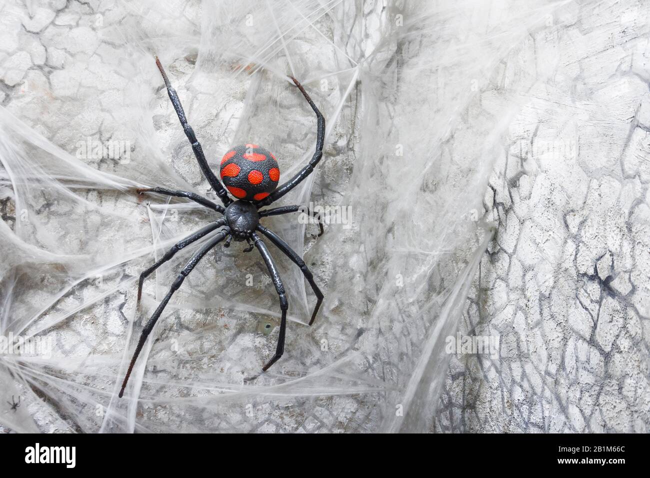 Black widow spider female close up hi-res stock photography and images ...