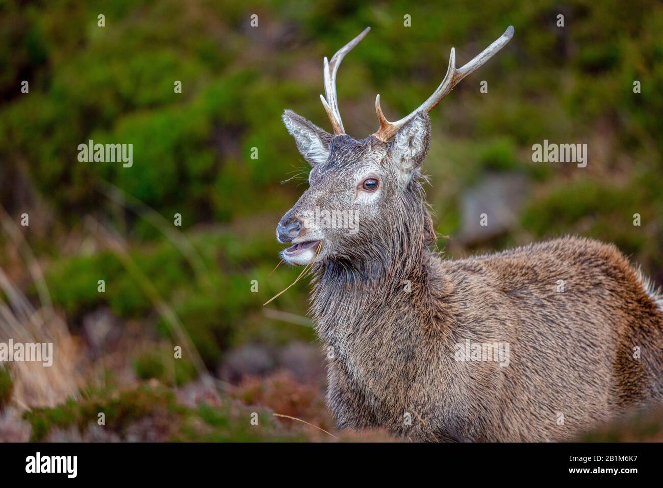 Red Deer stag in Applecross, Scotland Stock Photo - Alamy