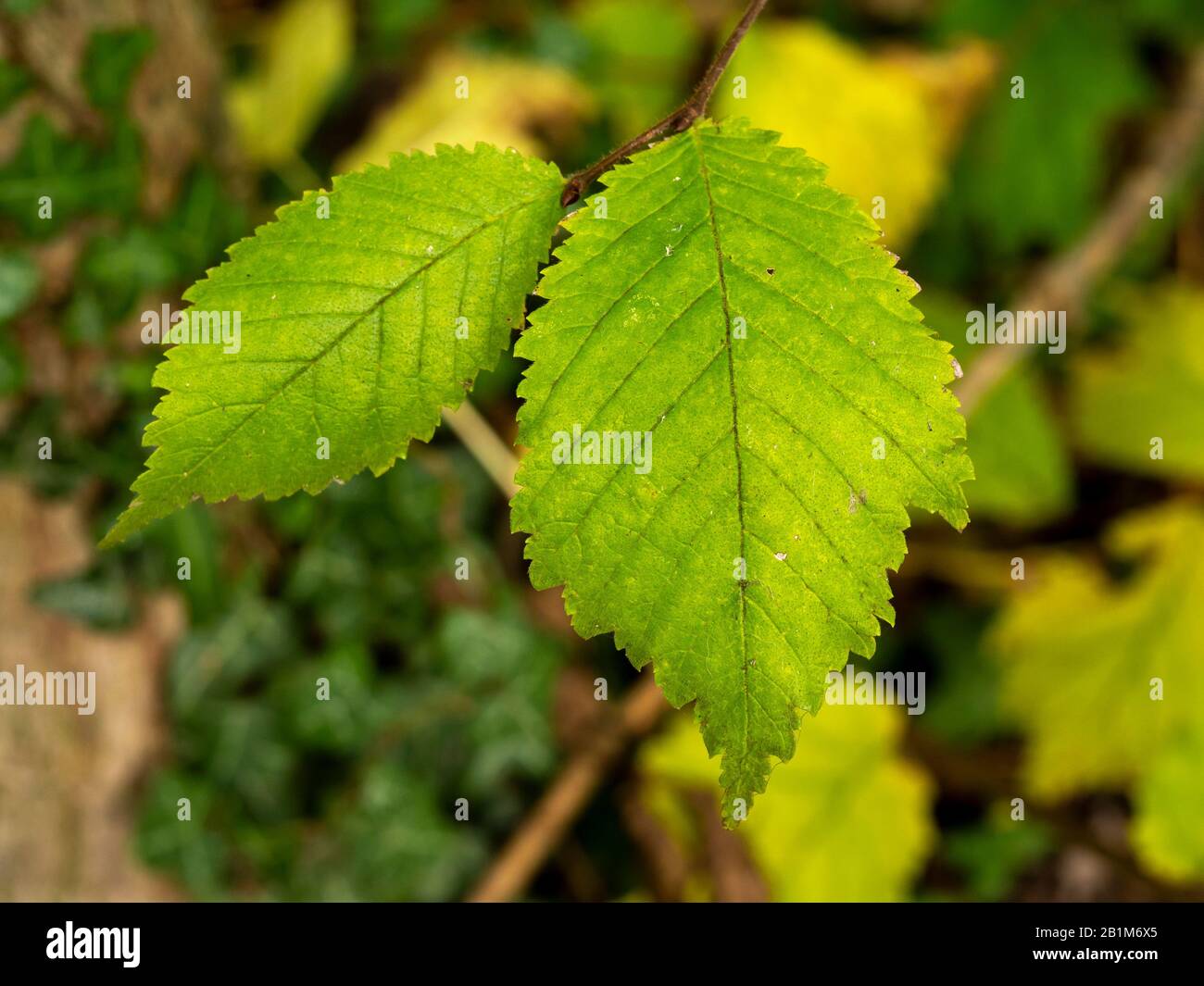 Elm tree leaves hi-res stock photography and images - Alamy