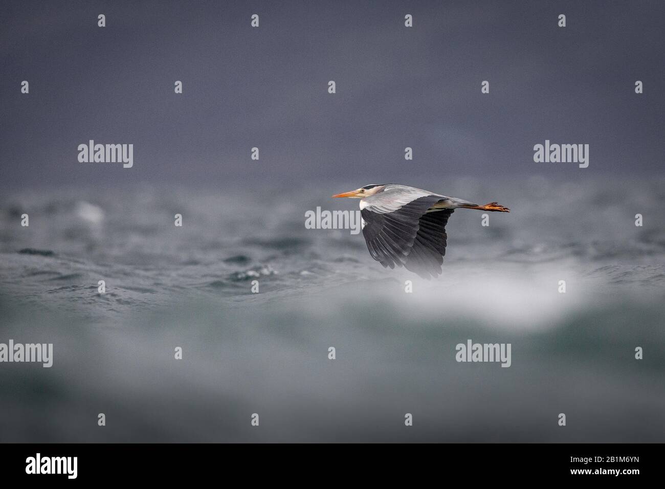Grey heron scotland hi-res stock photography and images - Alamy
