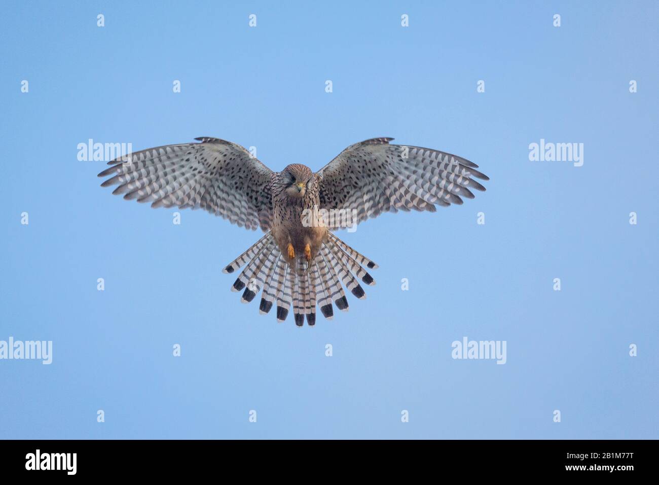 Cute kestrel hi-res stock photography and images - Alamy