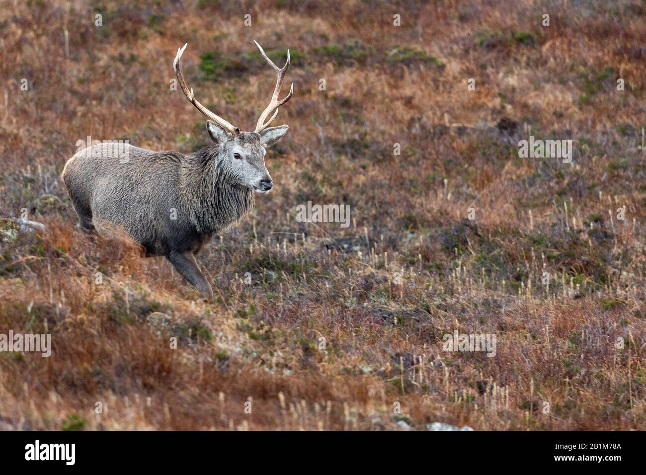 Red Deer stag in Applecross, Scotland Stock Photo - Alamy