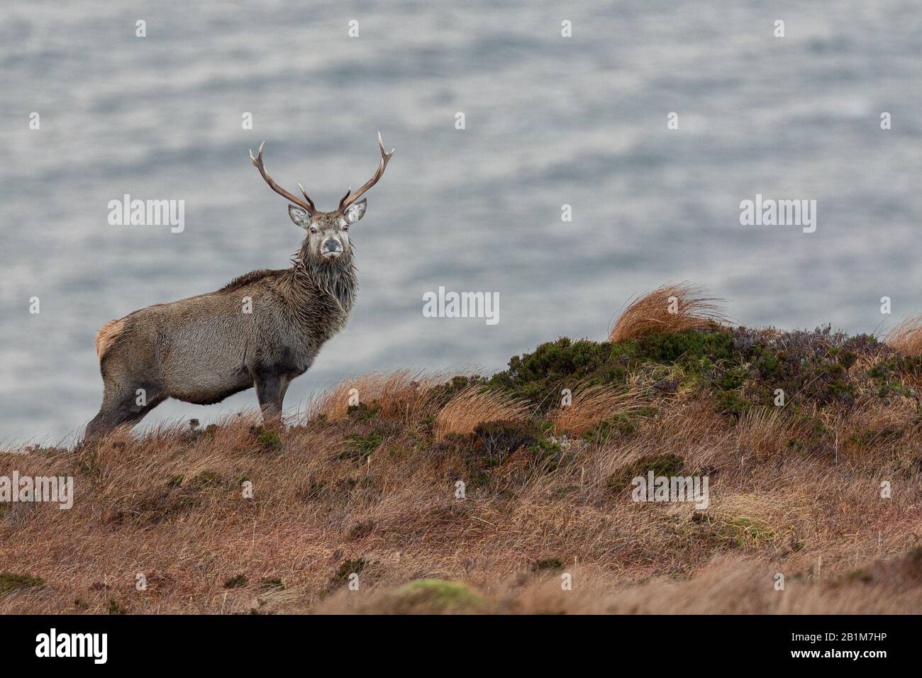 Red Deer stag in Applecross, Scotland Stock Photo - Alamy