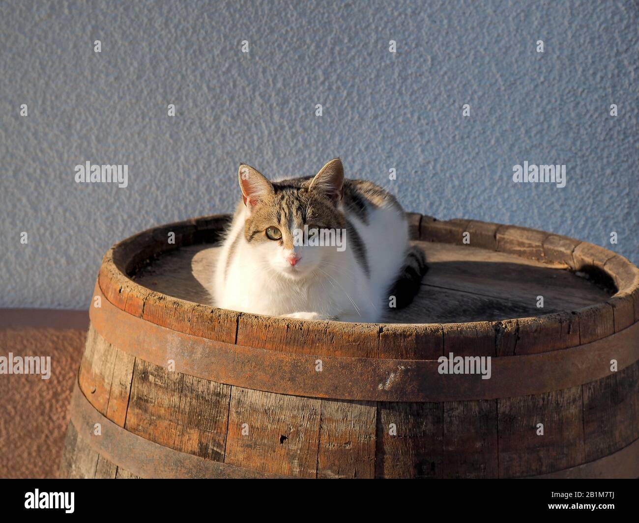 Cat on the old wooden barrel Stock Photo - Alamy