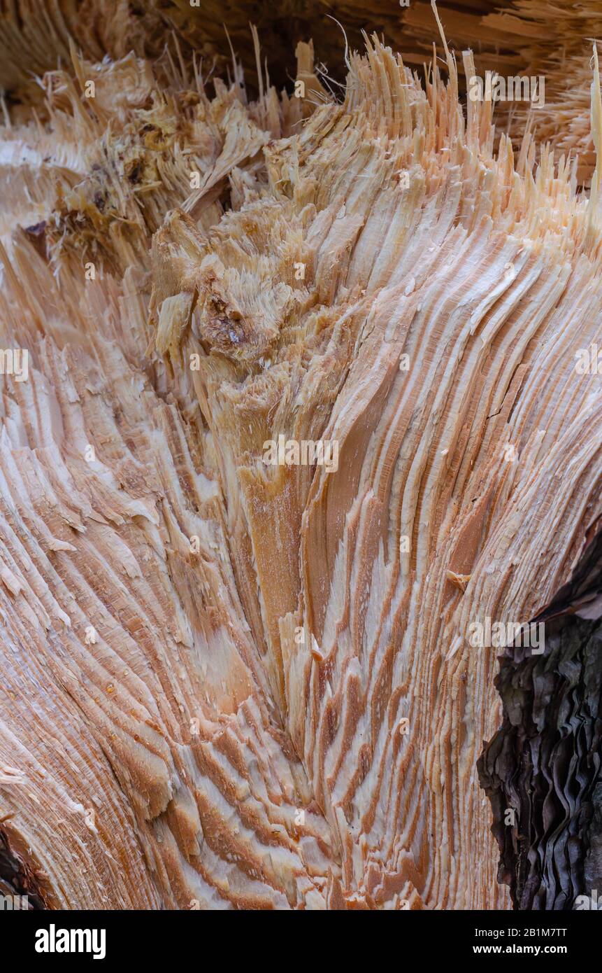 Cellulose analysis hi-res stock photography and images - Alamy