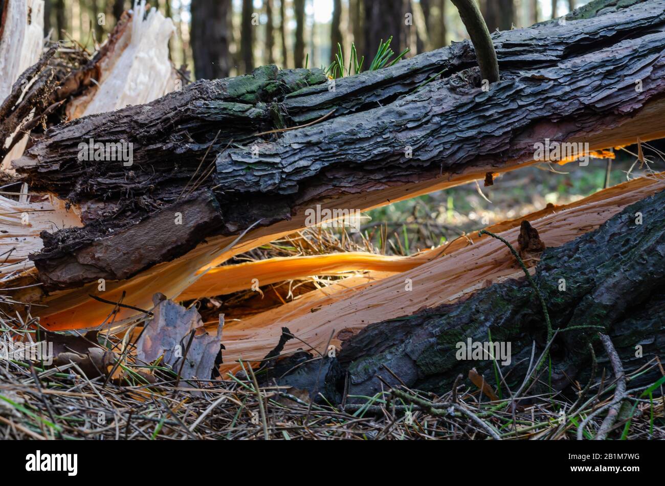 A detailed shot of a cracked pine trunk on the ground. Counter light ...