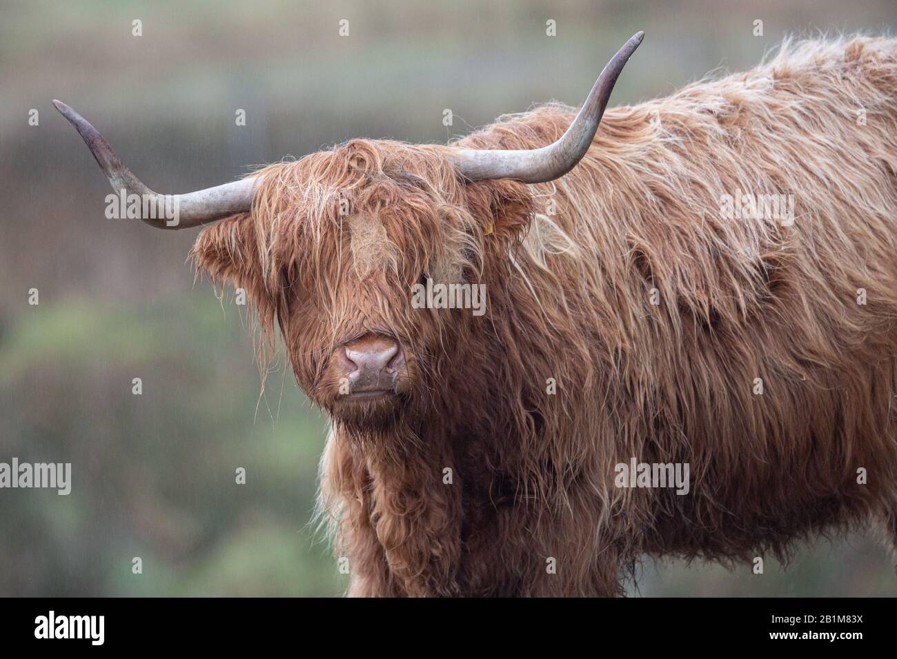 Cow with big horns hi-res stock photography and images - Alamy