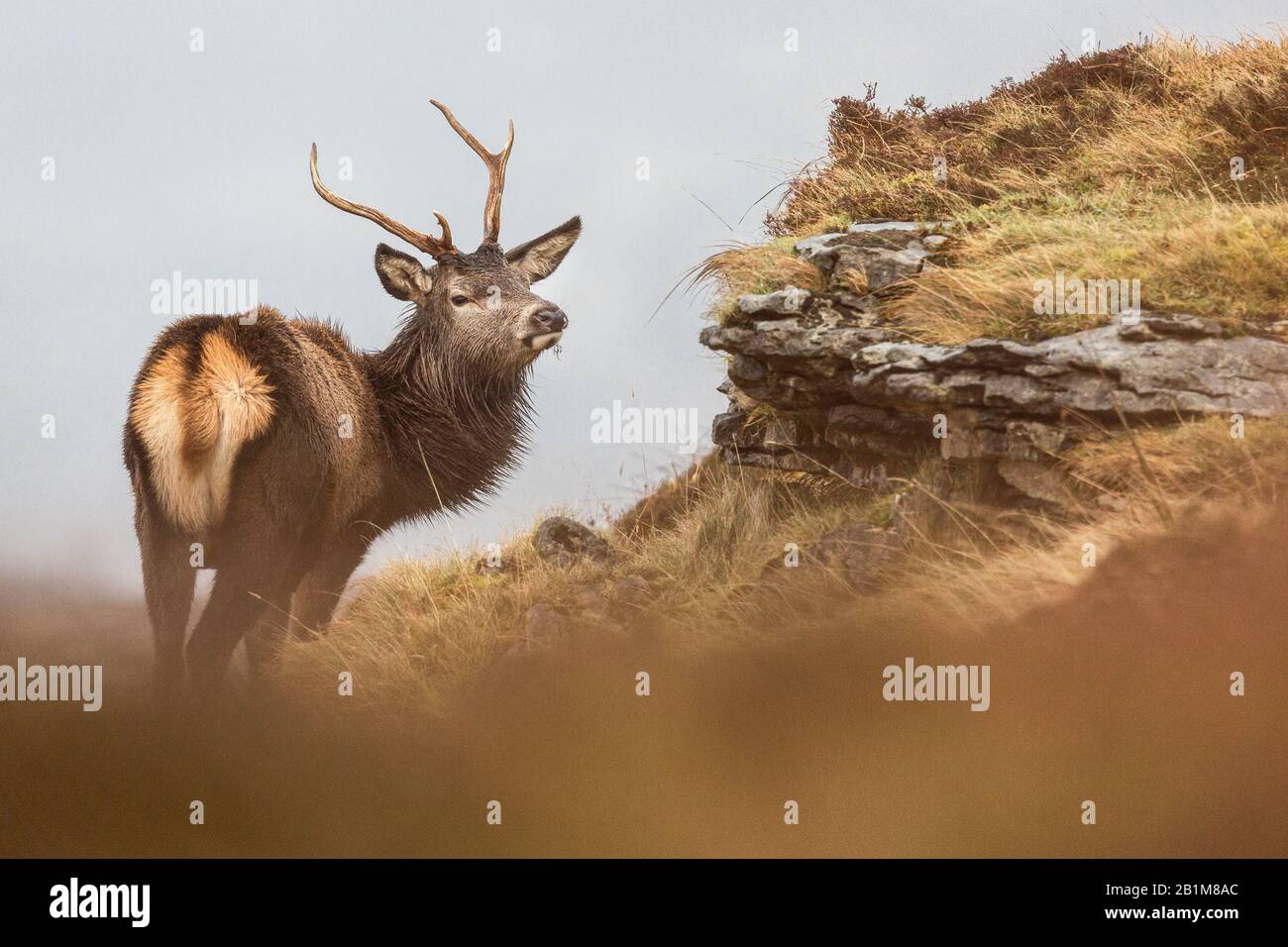 Red Deer stag in Applecross, Scotland Stock Photo - Alamy