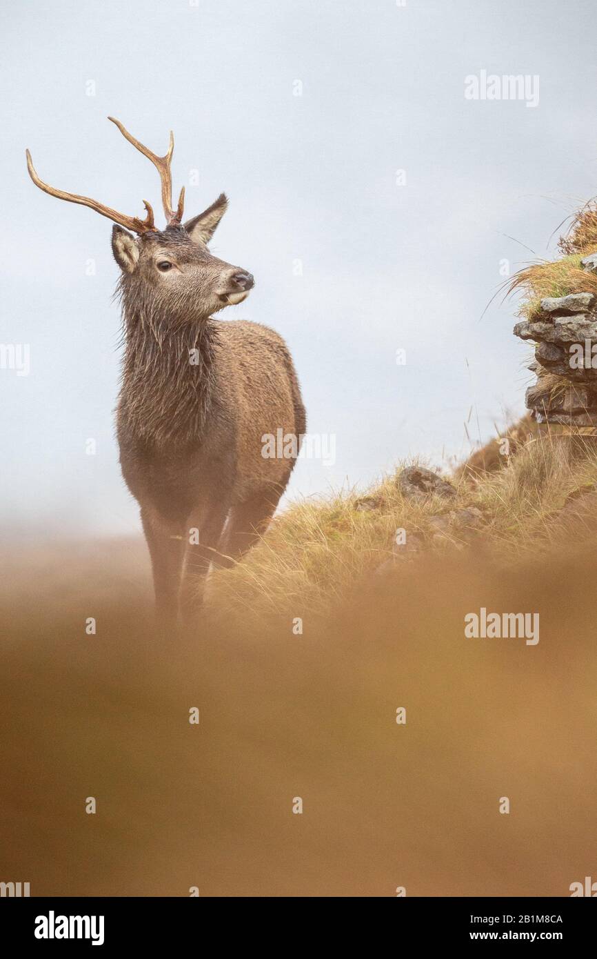 Red Deer stag in Applecross, Scotland Stock Photo - Alamy