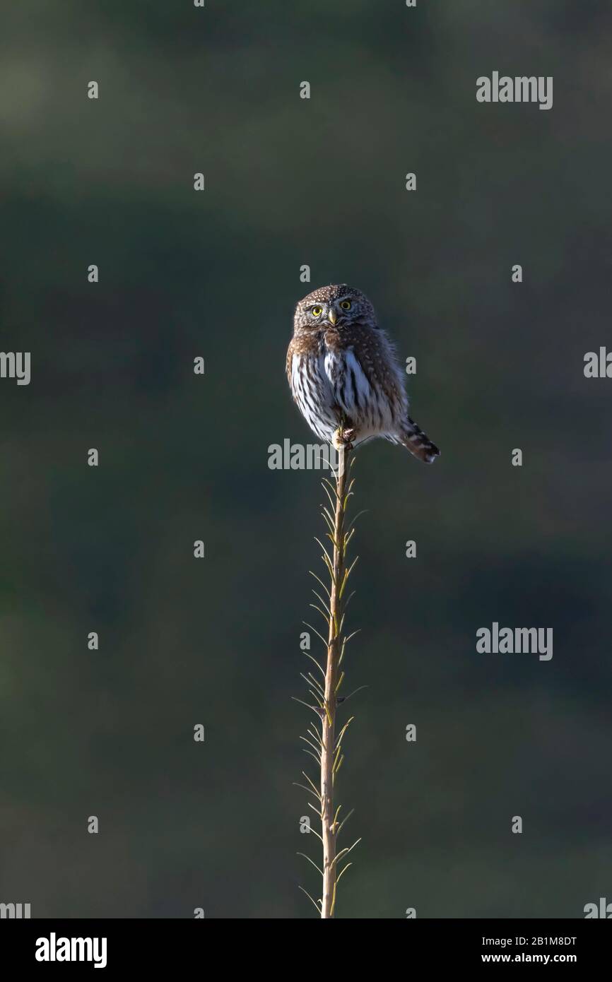 Chilliwack birds hi-res stock photography and images - Alamy