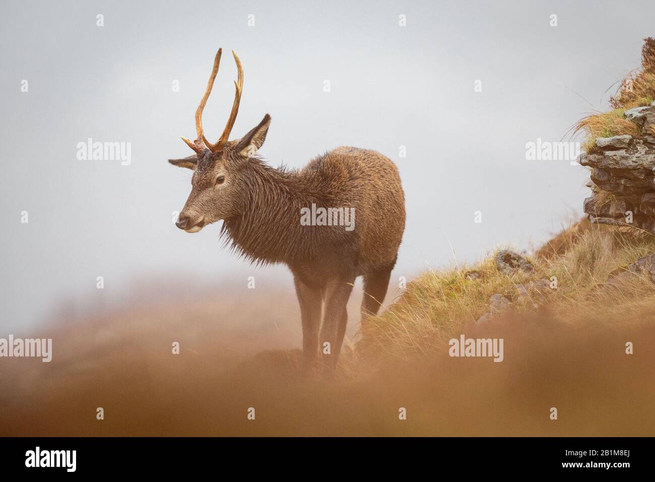 Red Deer stag in Applecross, Scotland Stock Photo - Alamy