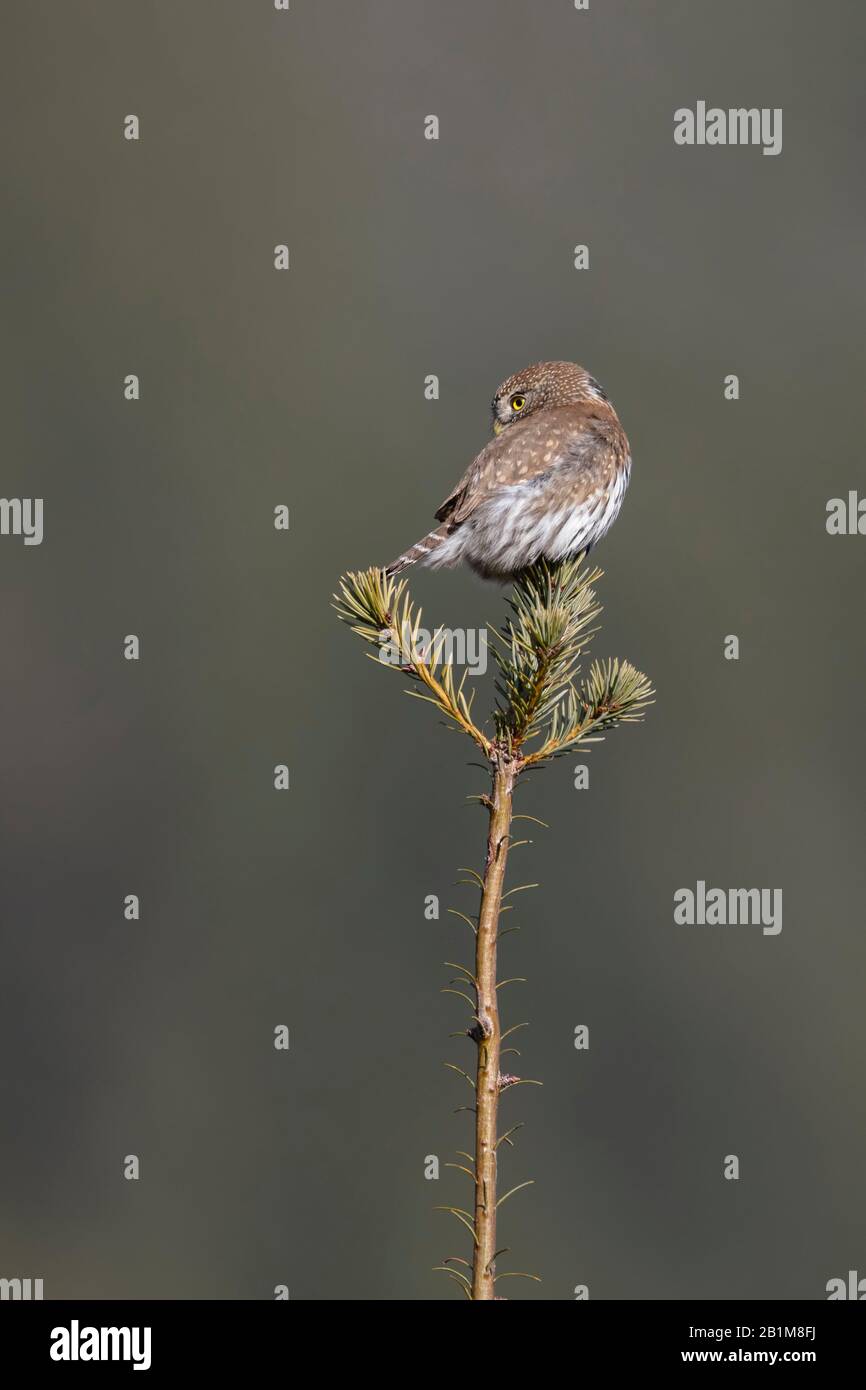 Northern pygmy owl at Chilliwack BC Canada Stock Photo - Alamy