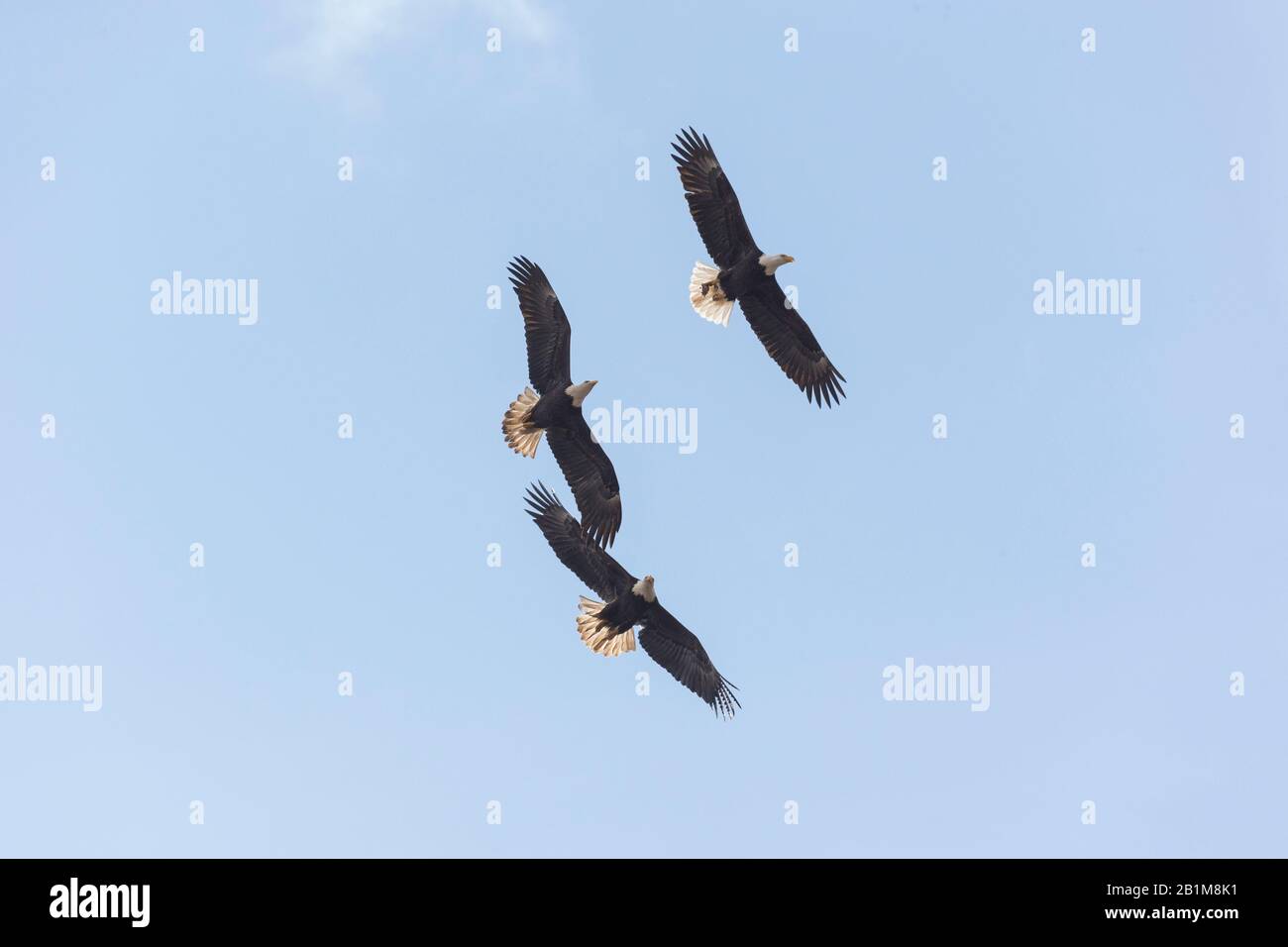 Flying bald eagle fly hi-res stock photography and images - Alamy