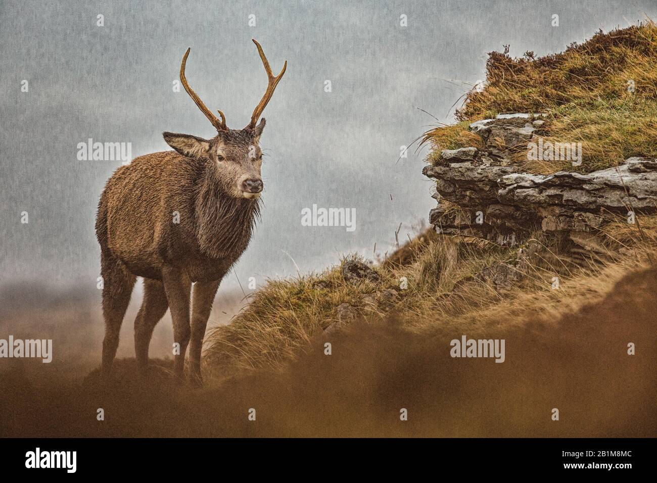Red Deer stag in Applecross, Scotland Stock Photo - Alamy