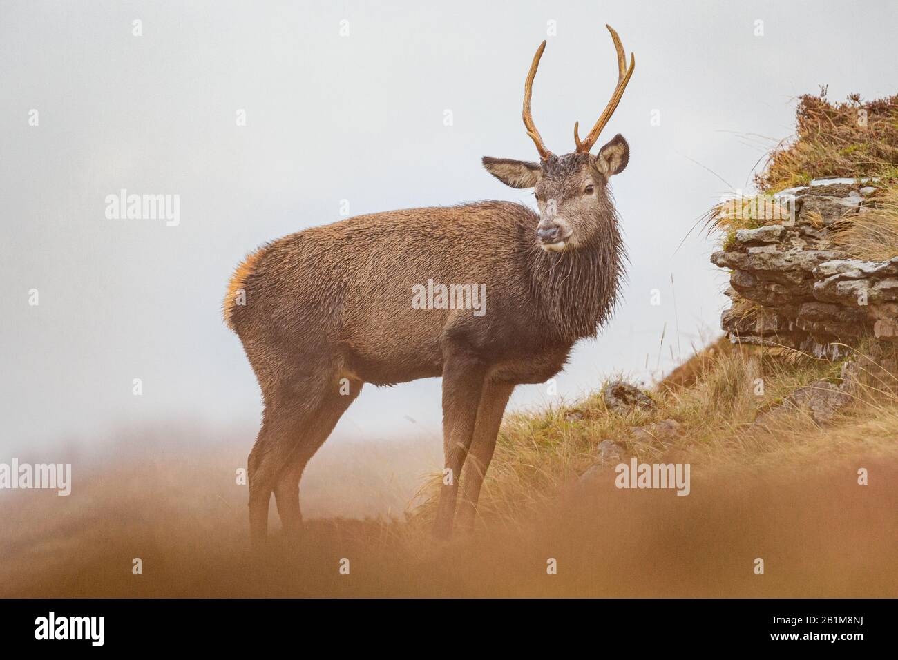 Red Deer stag in Applecross, Scotland Stock Photo - Alamy