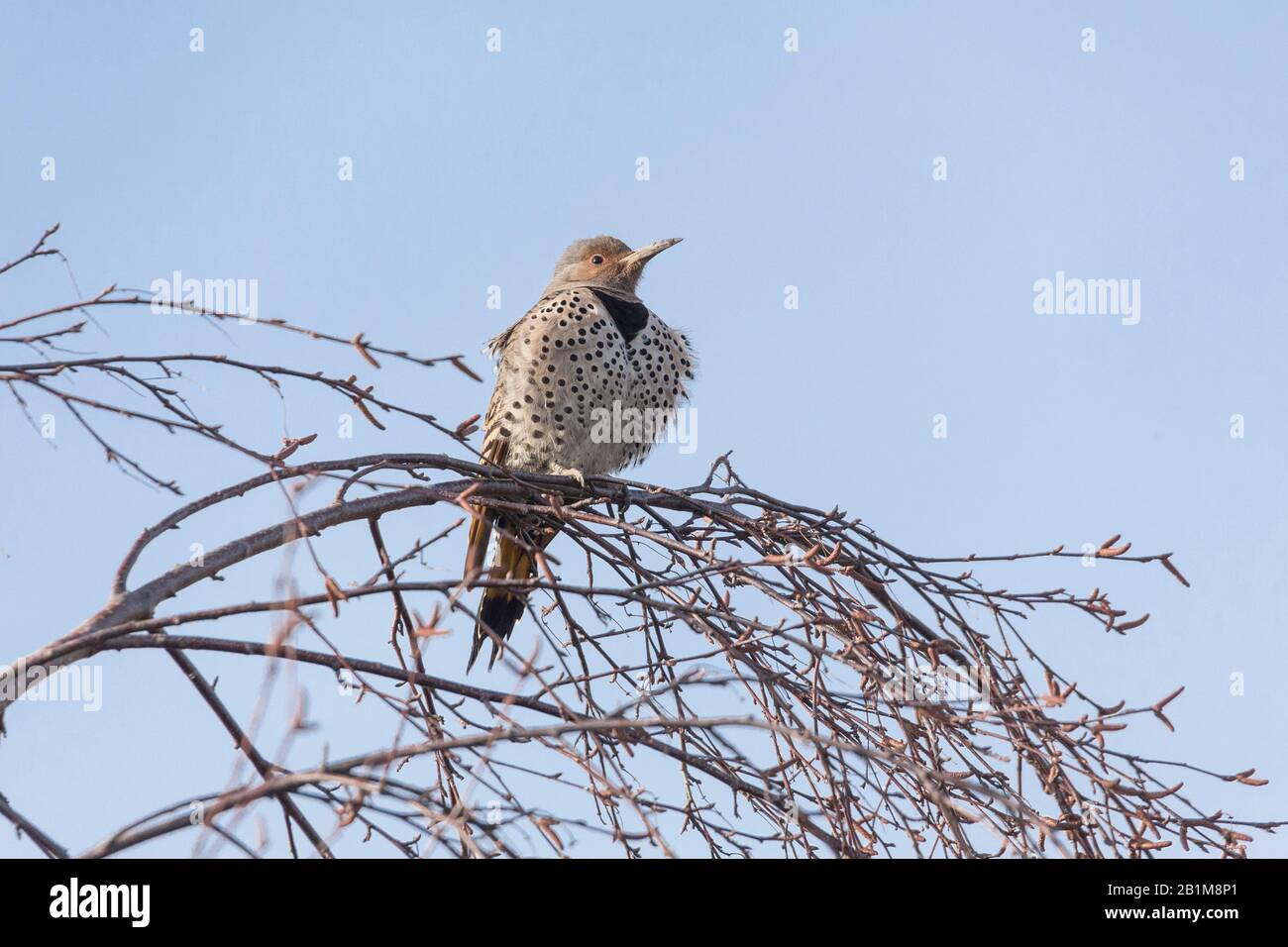 Female northern flicker at Delta BC Canada Stock Photo - Alamy