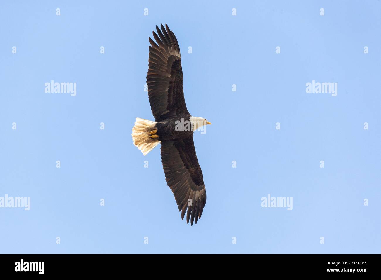 Flying bald eagle fly hi-res stock photography and images - Alamy