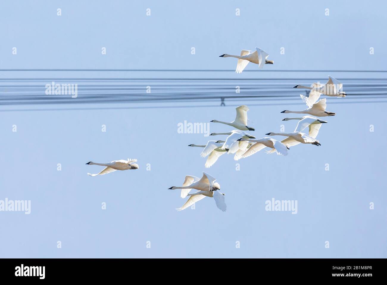 Flock of swan hi-res stock photography and images - Alamy