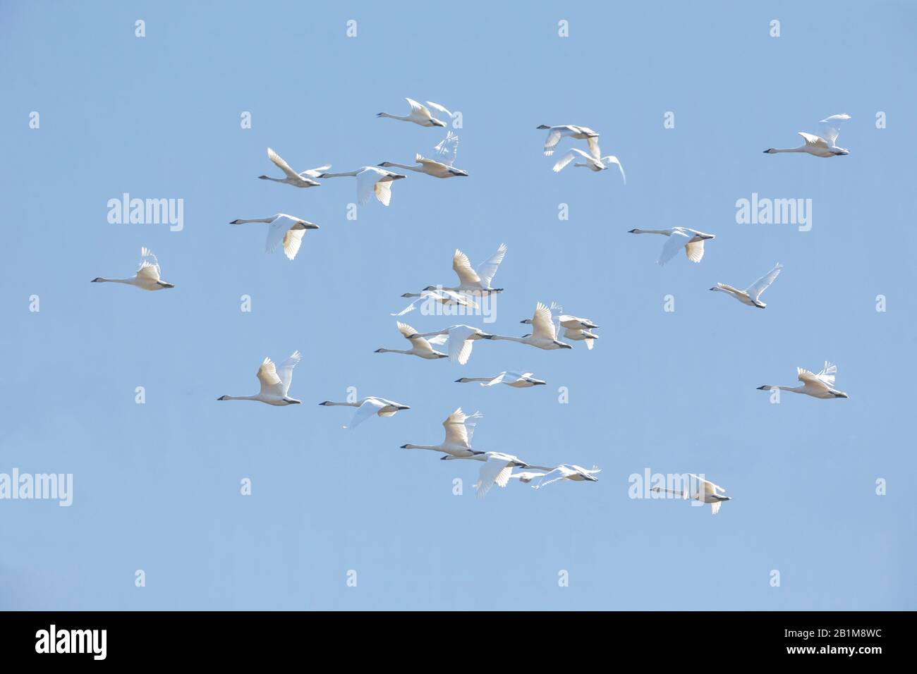 Flock of swan hi-res stock photography and images - Alamy