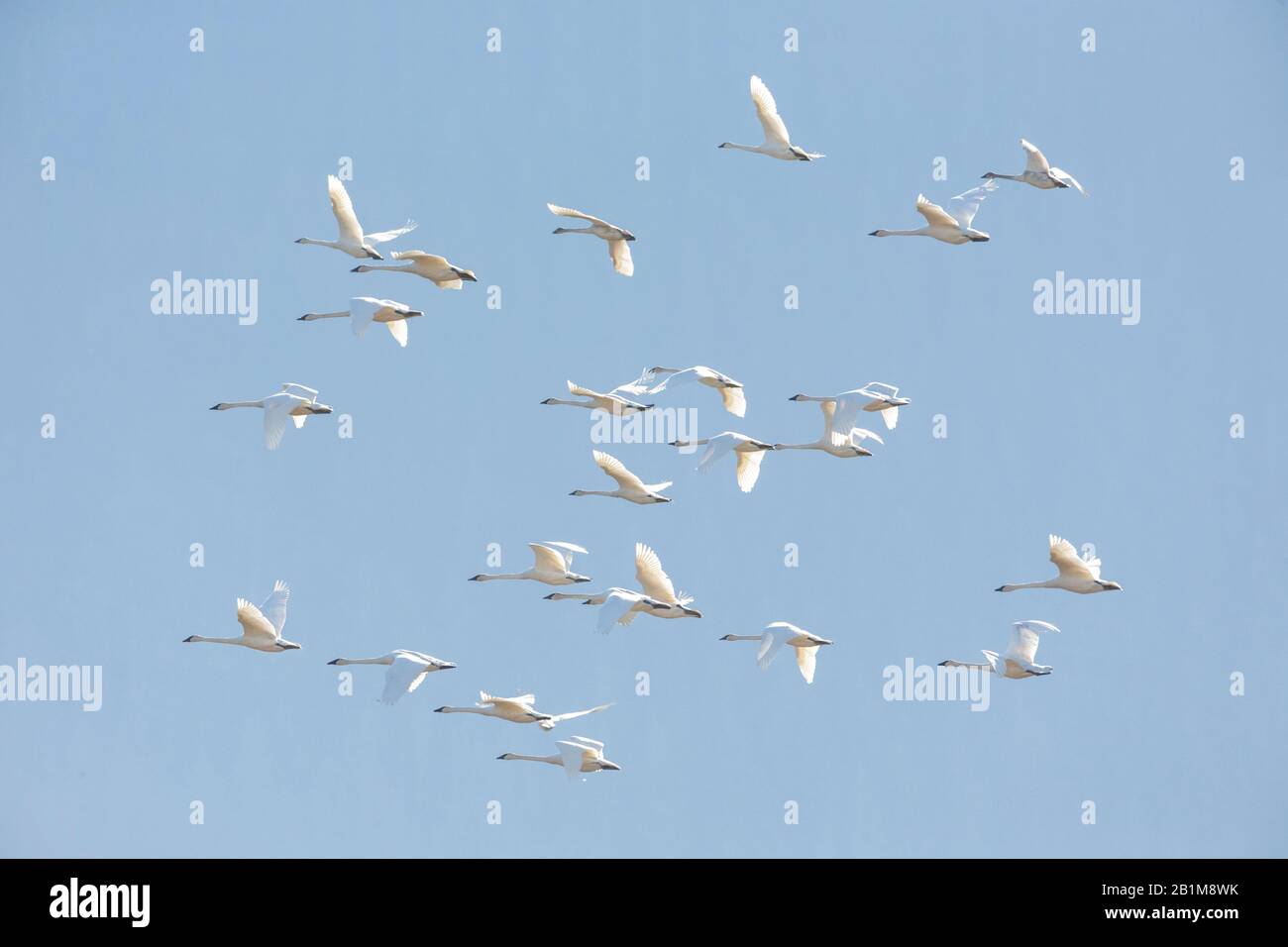 Flock of swan hi-res stock photography and images - Alamy