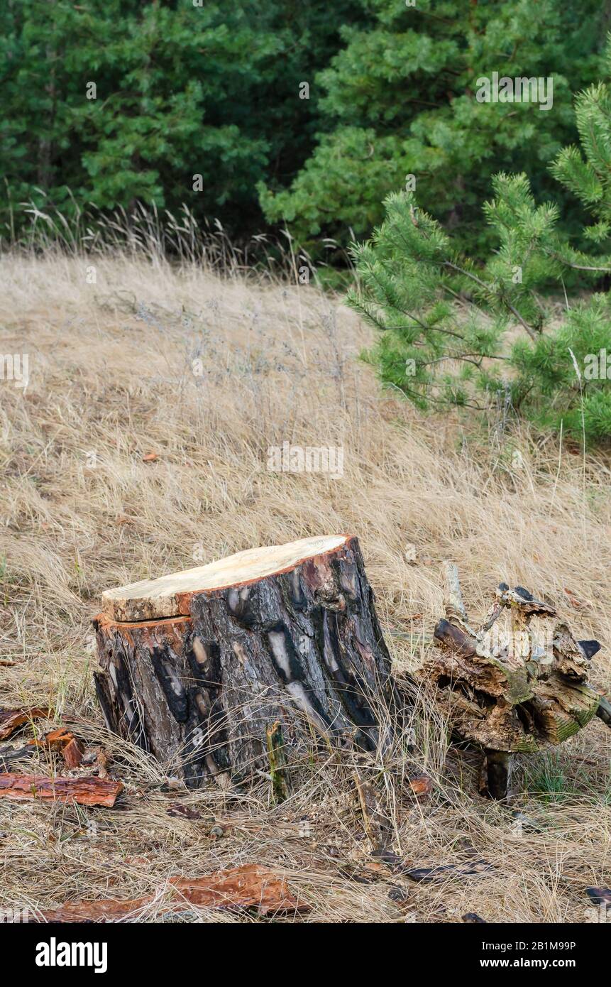 The low stump of a thick pine. Concept of harvesting firewood. Side ...