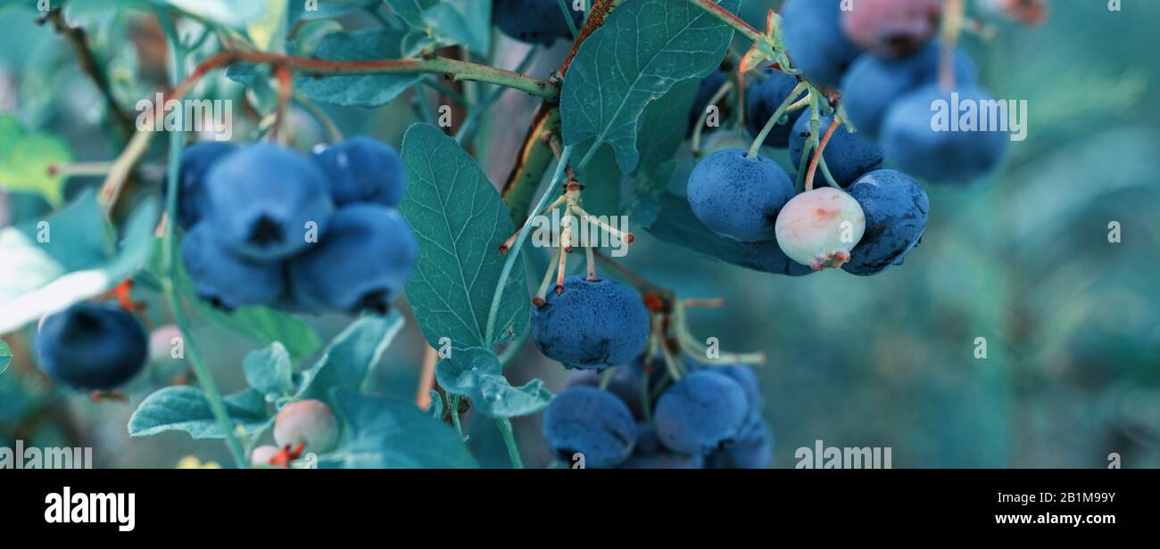 Fresh Organic Blueberries on the bush, close up, tinted effect, color ...