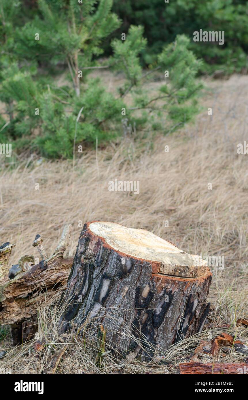 Wood round timber. Cut pine. Concept of harvesting firewood. Side view ...