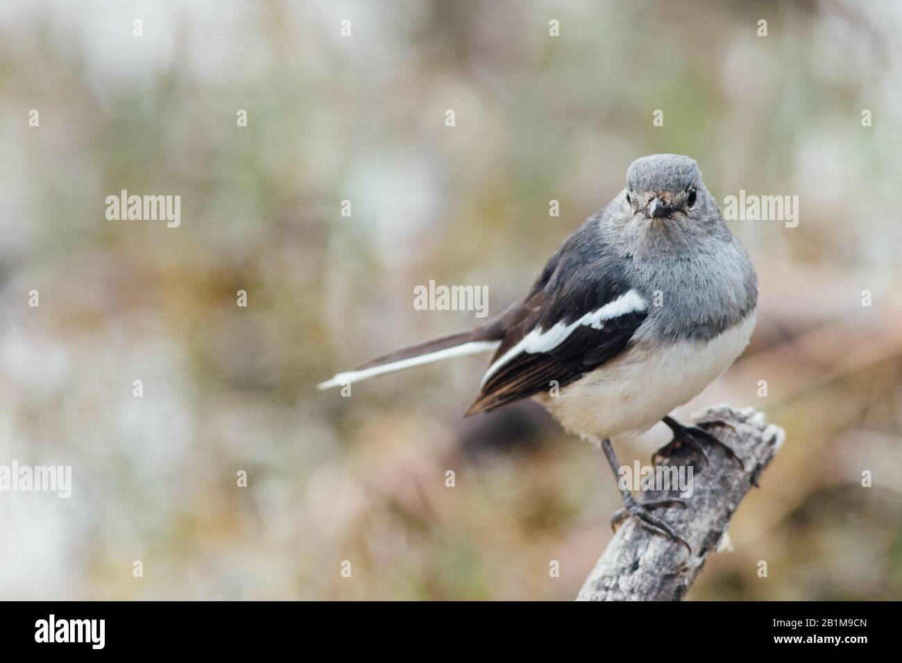 Beautiful indian robin bird hi-res stock photography and images - Alamy