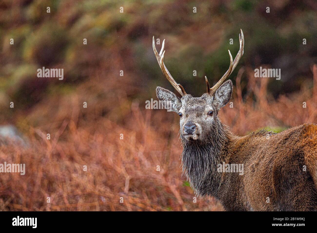 Red Deer stag in Applecross, Scotland Stock Photo - Alamy