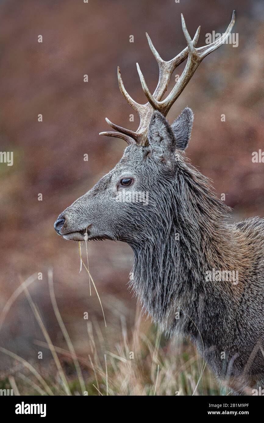 Red Deer stag in Applecross, Scotland Stock Photo - Alamy