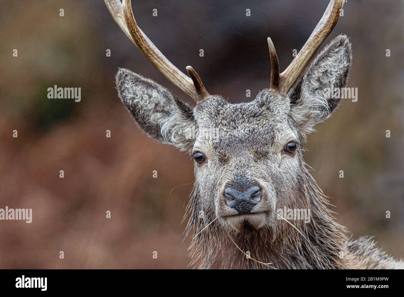 Red Deer stag in Applecross, Scotland Stock Photo - Alamy