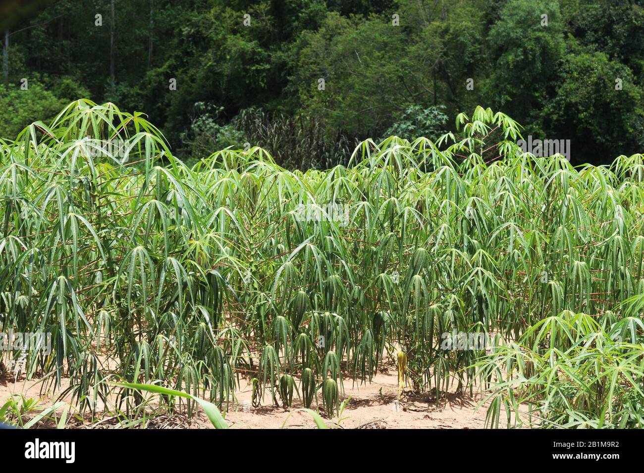 Cassava Brazil High Resolution Stock Photography and Images - Alamy
