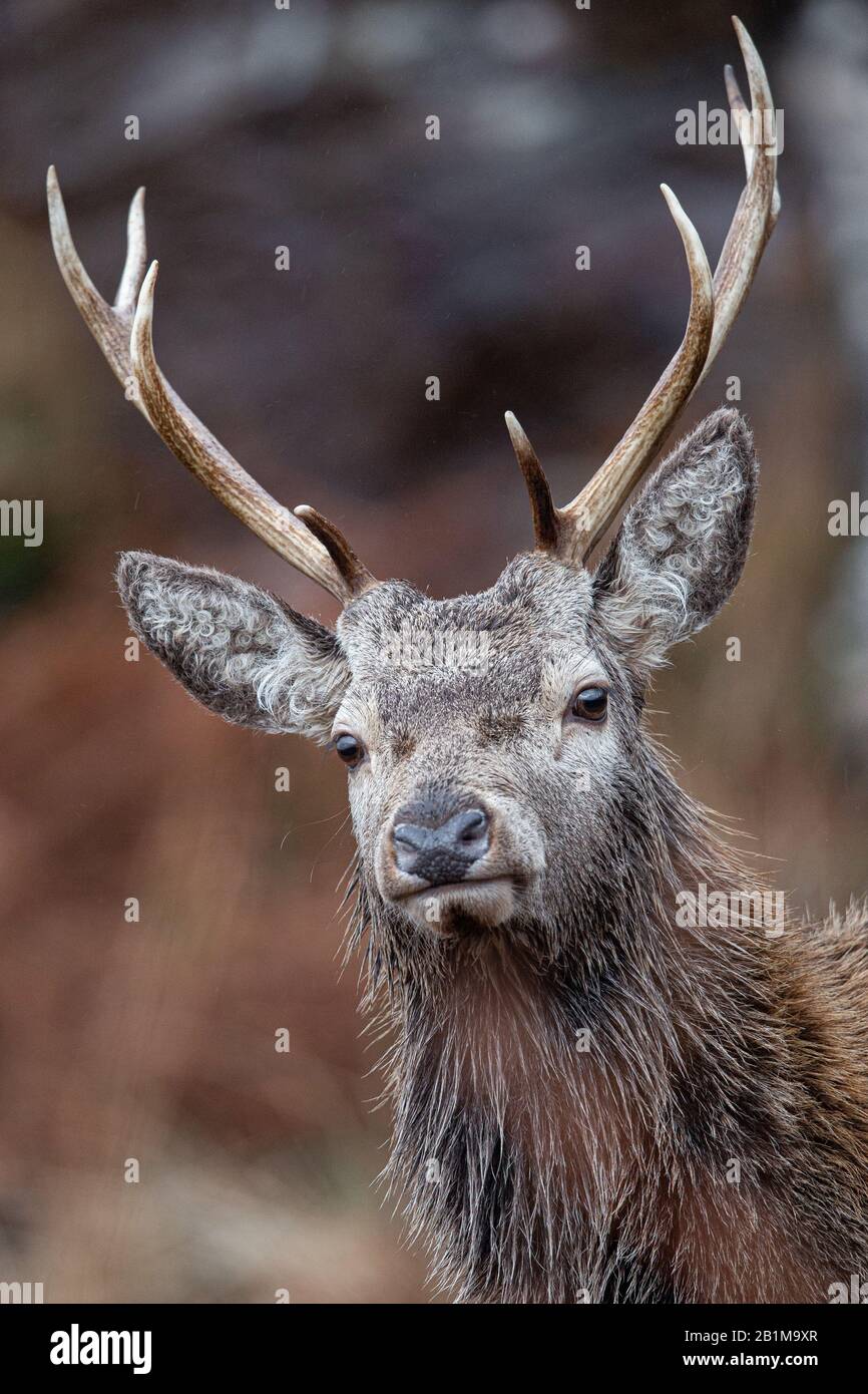 Red Deer stag in Applecross, Scotland Stock Photo - Alamy