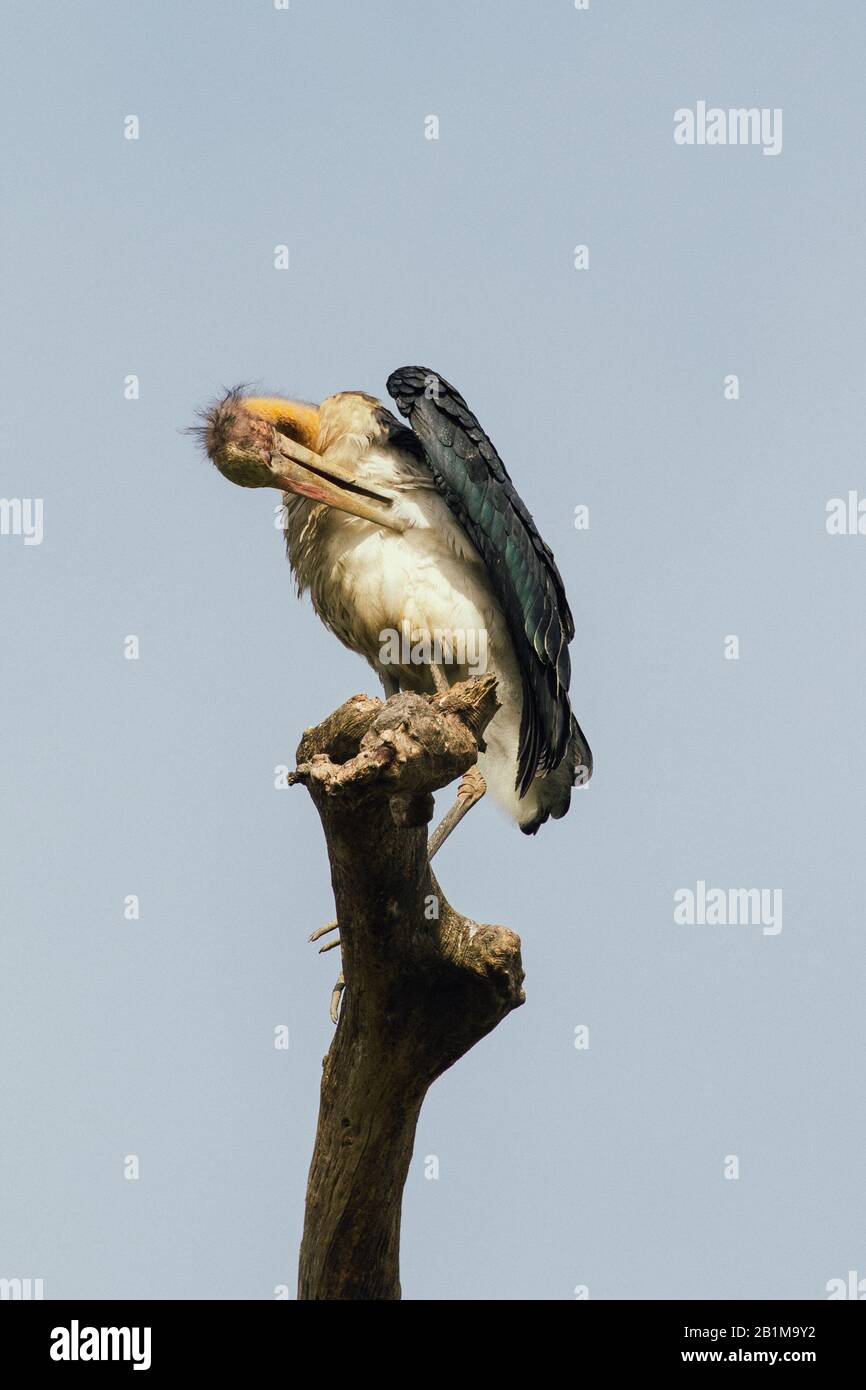 Greater adjutant stork in India Stock Photo - Alamy