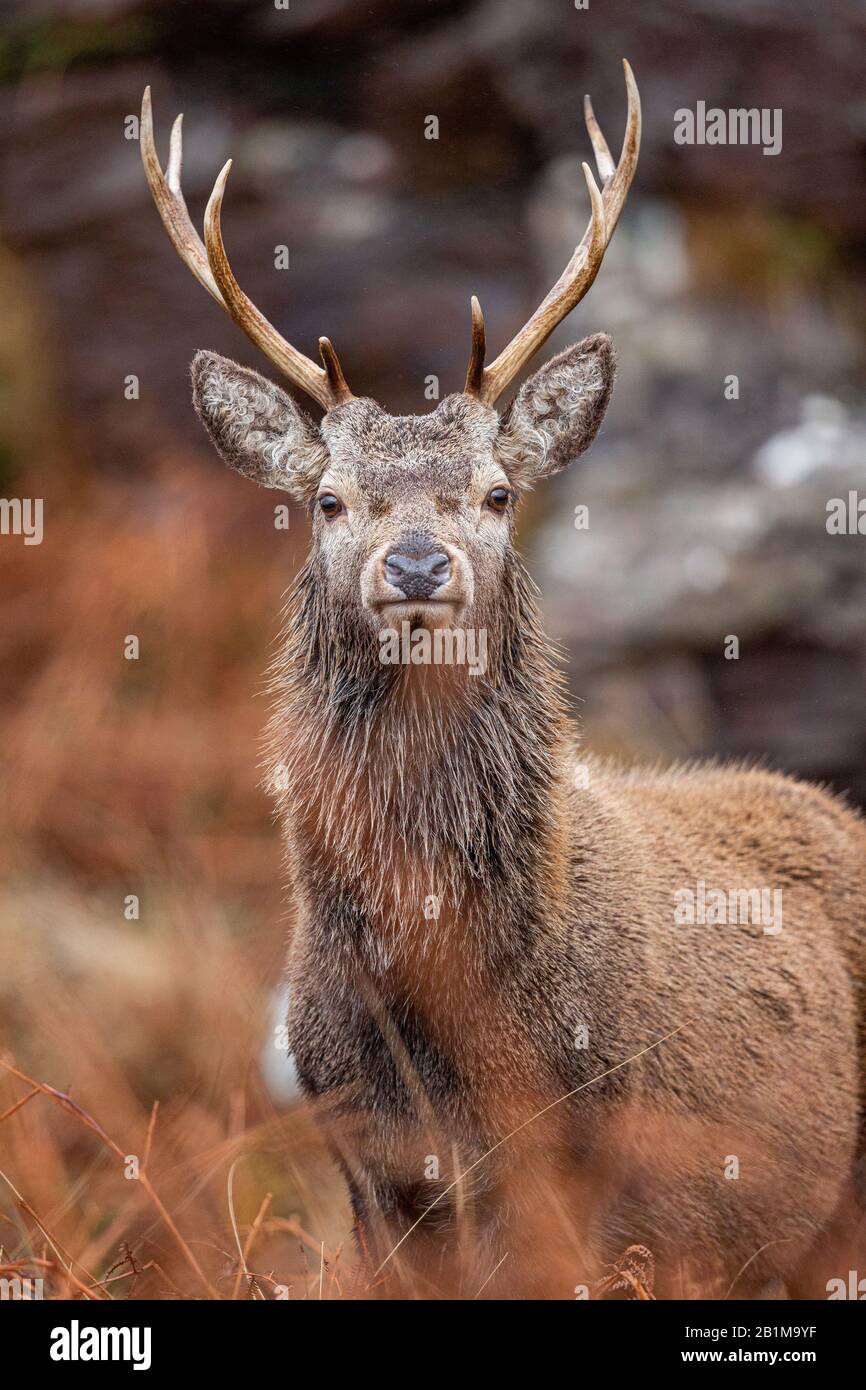 Red Deer stag in Applecross, Scotland Stock Photo - Alamy