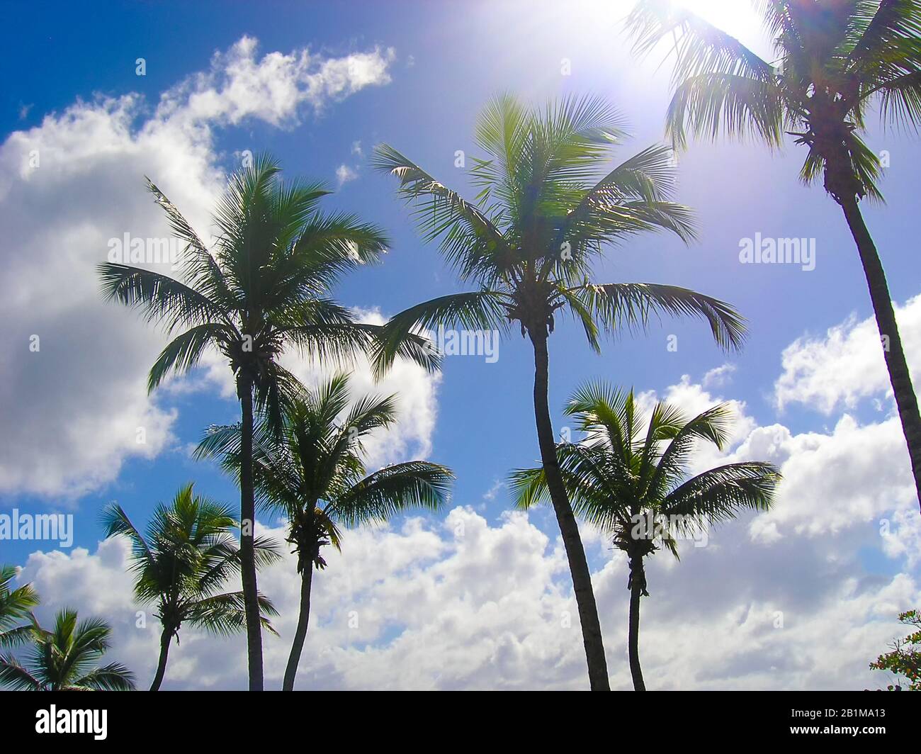 Palm trees in Santo Domingo, Dominican Republic Stock Photo - Alamy