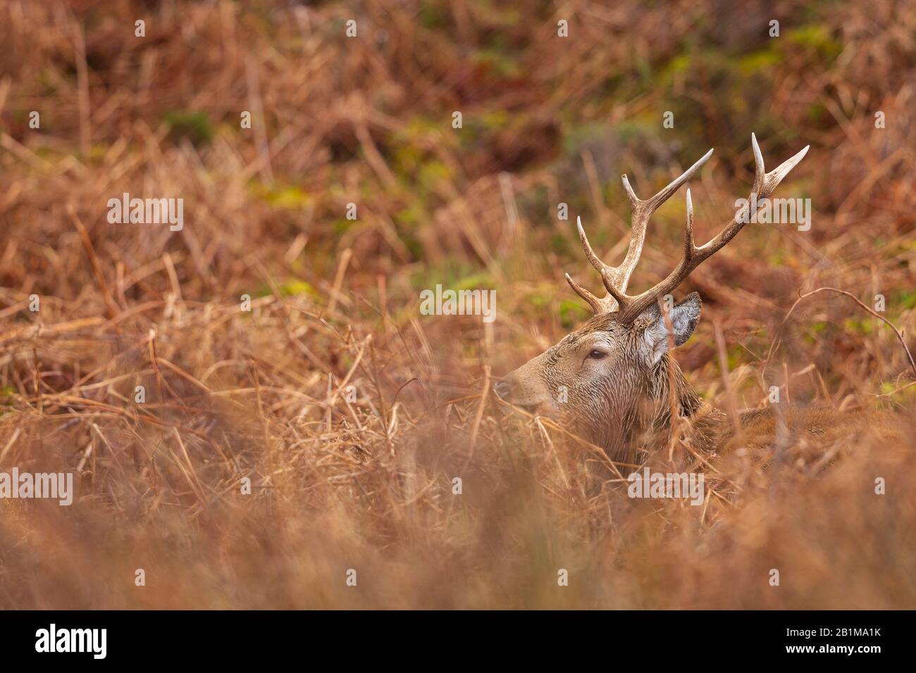 Red Deer stag in Applecross, Scotland Stock Photo - Alamy